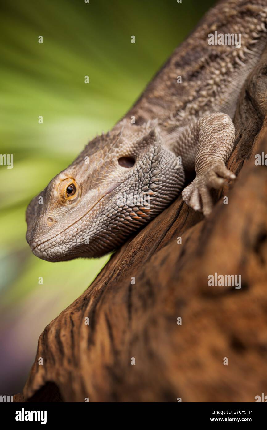 Lizard root, Bearded Dragon on green background Stock Photo - Alamy