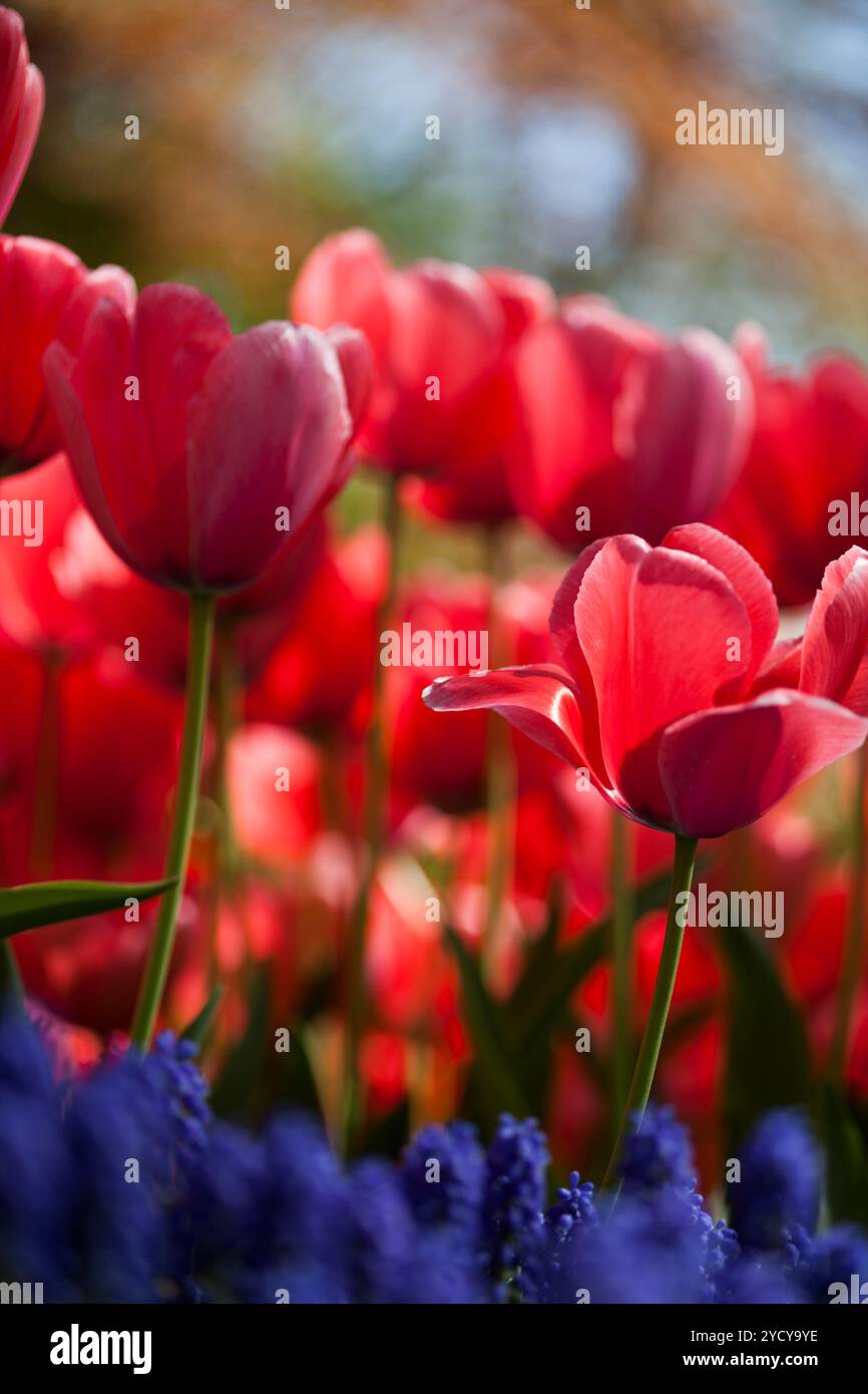 Tulips natural garden blooming hi-res stock photography and images - Alamy
