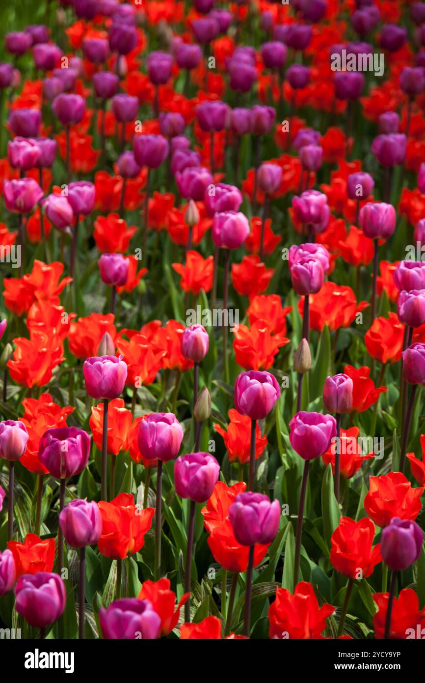 Tulips , the flowers in the garden , early spring Stock Photo - Alamy