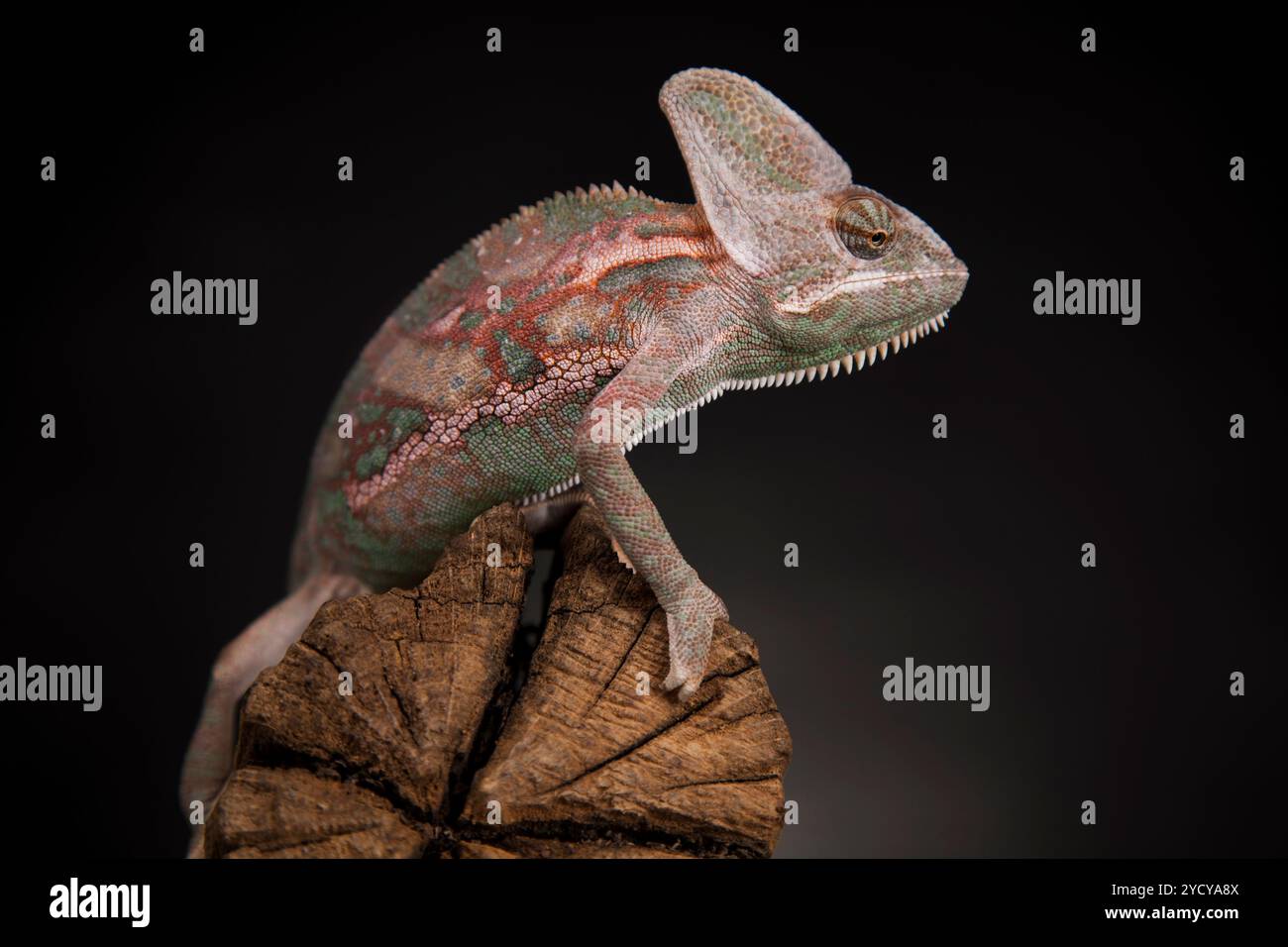 Green chameleon on the root, lizard, black background Stock Photo - Alamy