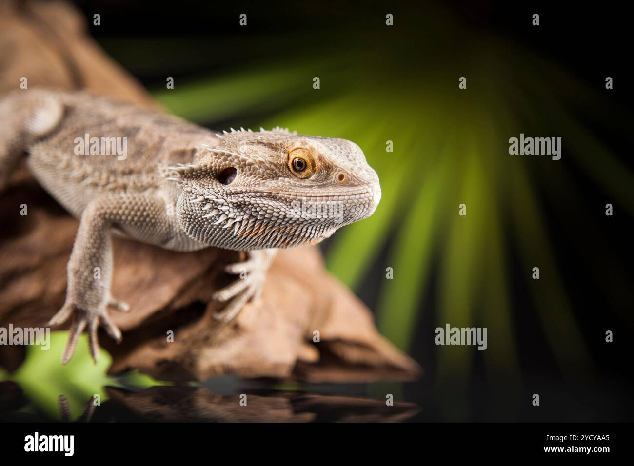 Lizard root, Bearded Dragon on green background Stock Photo - Alamy
