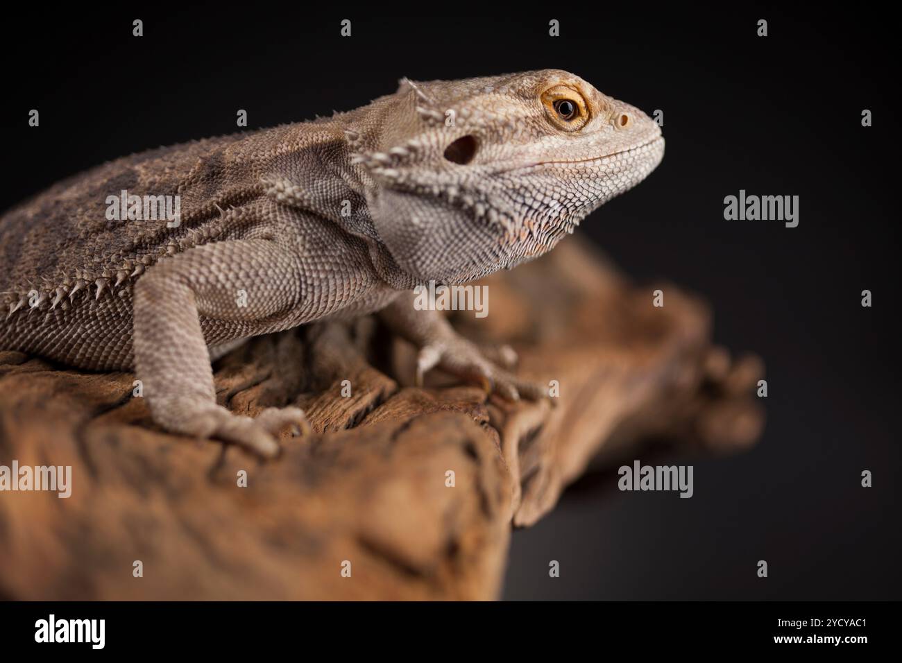 Agama bearded, pet on black background, reptile Stock Photo - Alamy