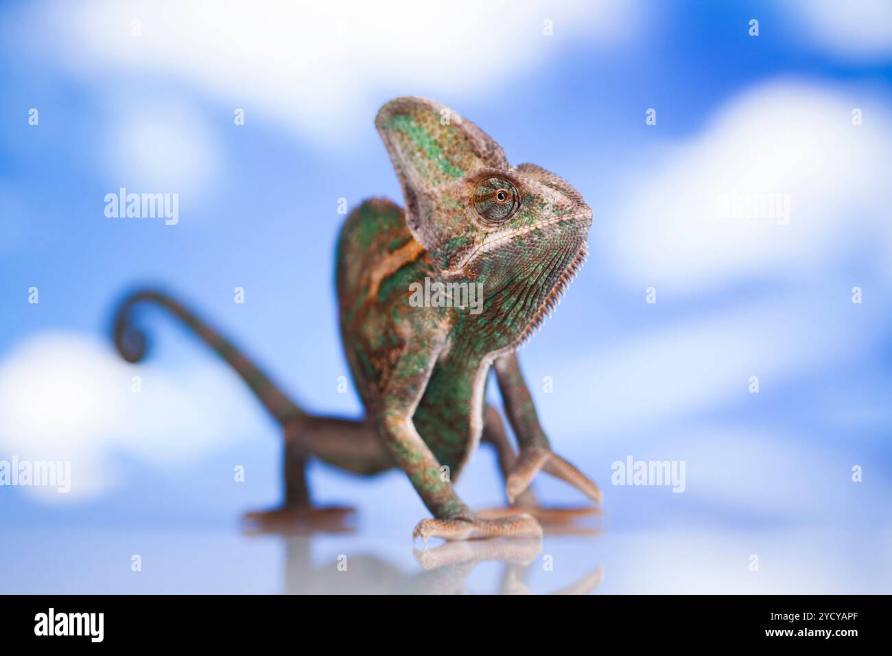 Green chameleon,lizard on sky background Stock Photo - Alamy