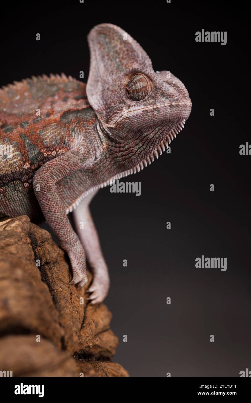 Green chameleon on the root, lizard, black background Stock Photo - Alamy