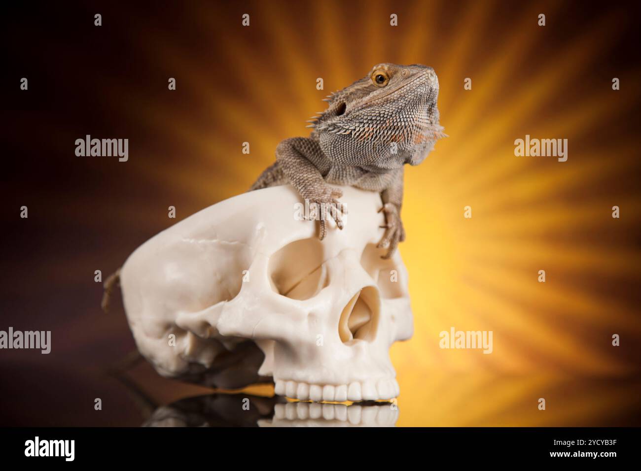 Lizard, human skull on black mirror background Stock Photo - Alamy