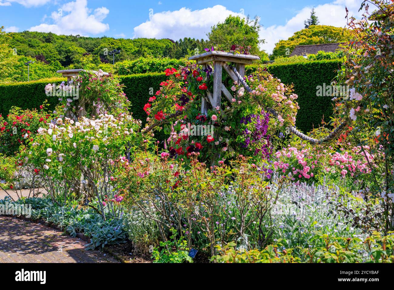 A colourful display of summer roses and clematis in the Queen Mother's ...