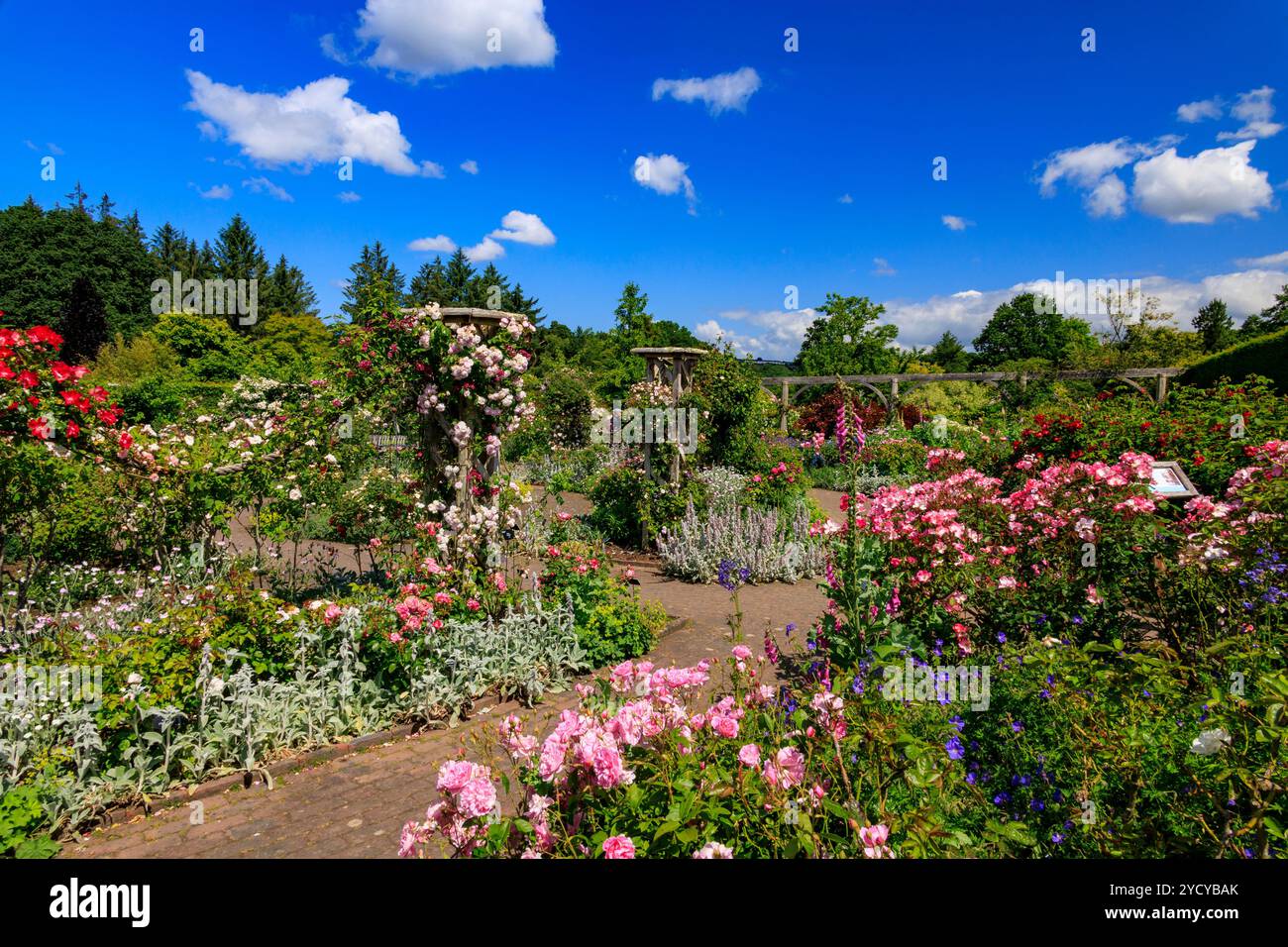 A colourful display of summer roses and clematis in the Queen Mother's ...