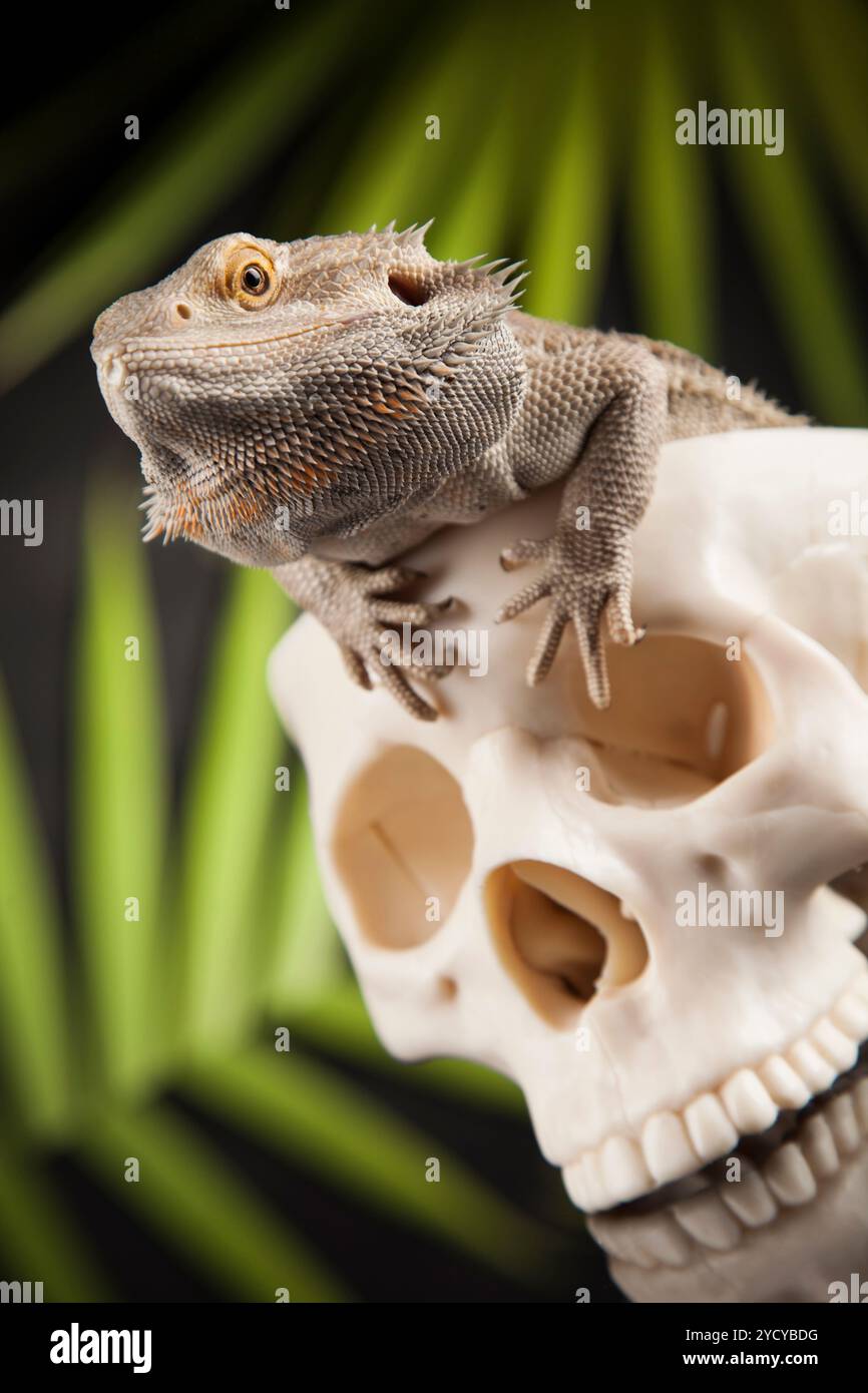 Human skull,Agama bearded, lizard background Stock Photo - Alamy