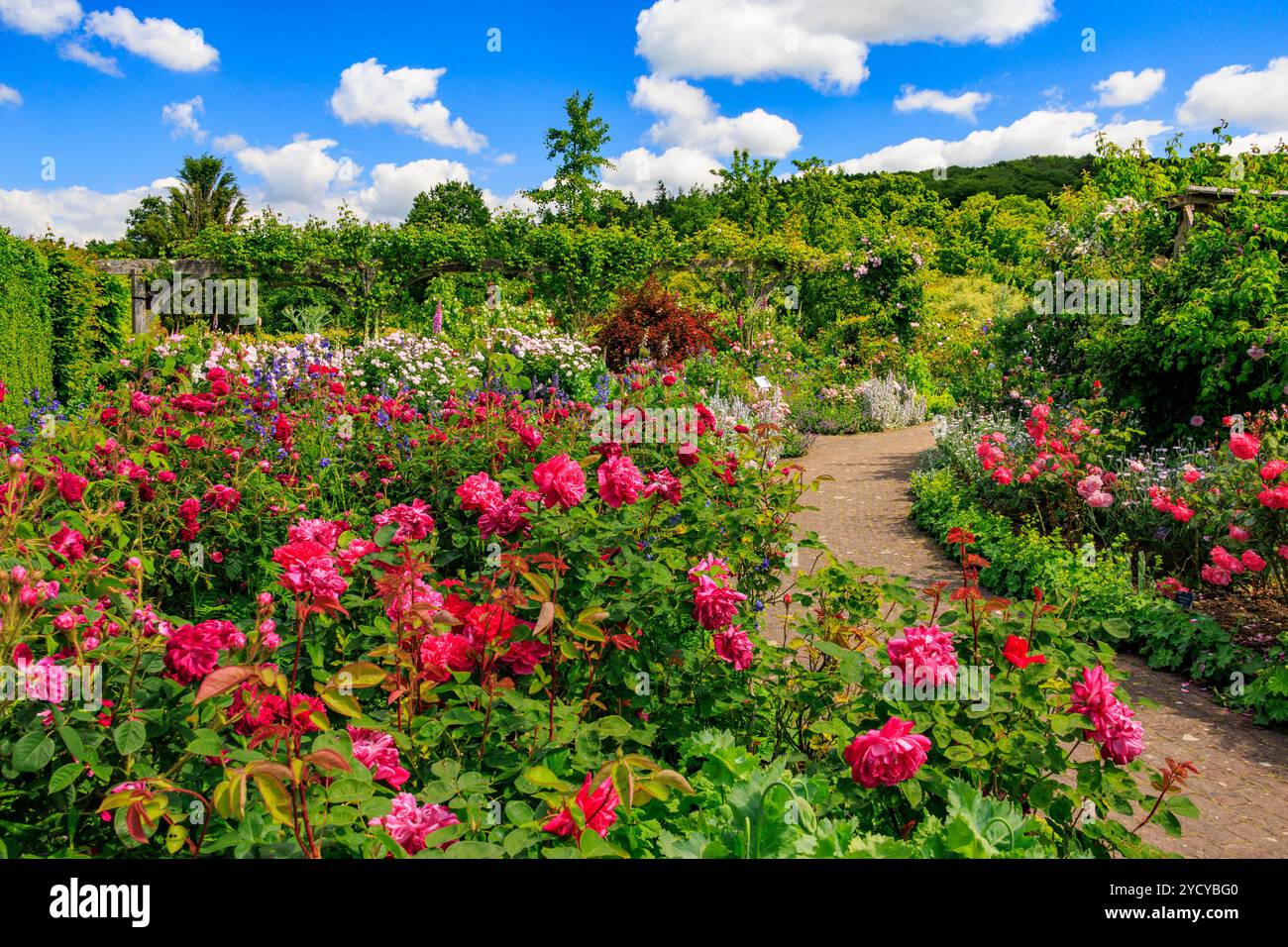 A colourful display of summer roses and clematis in the Queen Mother's ...