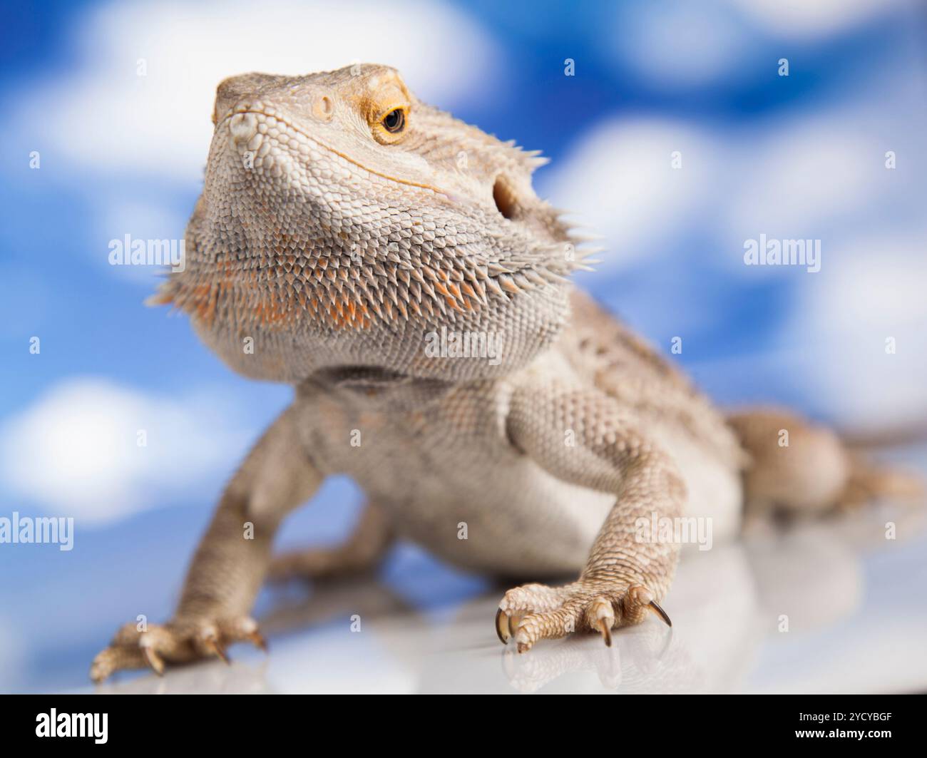 Sky background, Pet, lizard Bearded Dragon Stock Photo - Alamy