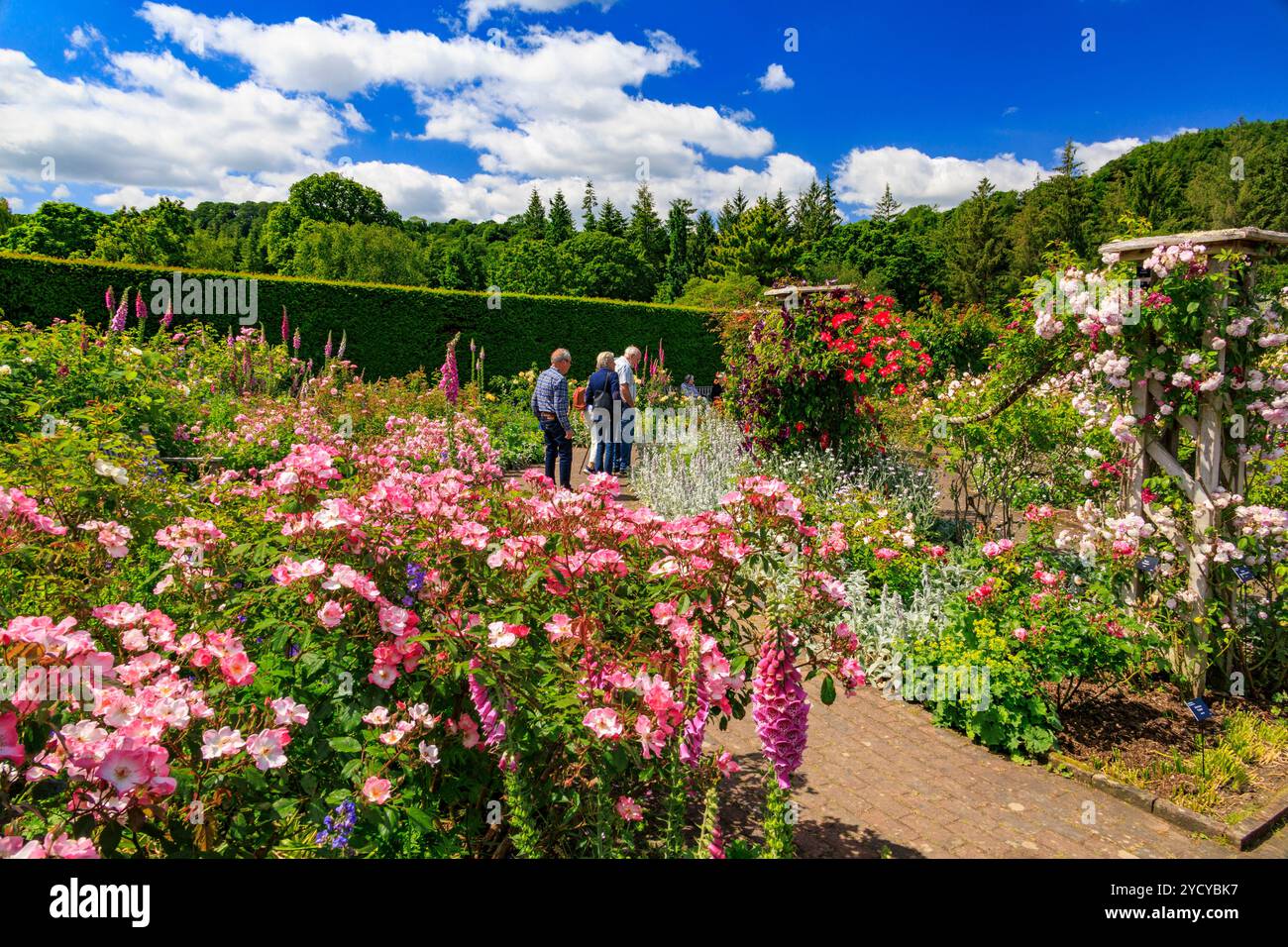 A colourful display of summer roses and clematis in the Queen Mother's ...
