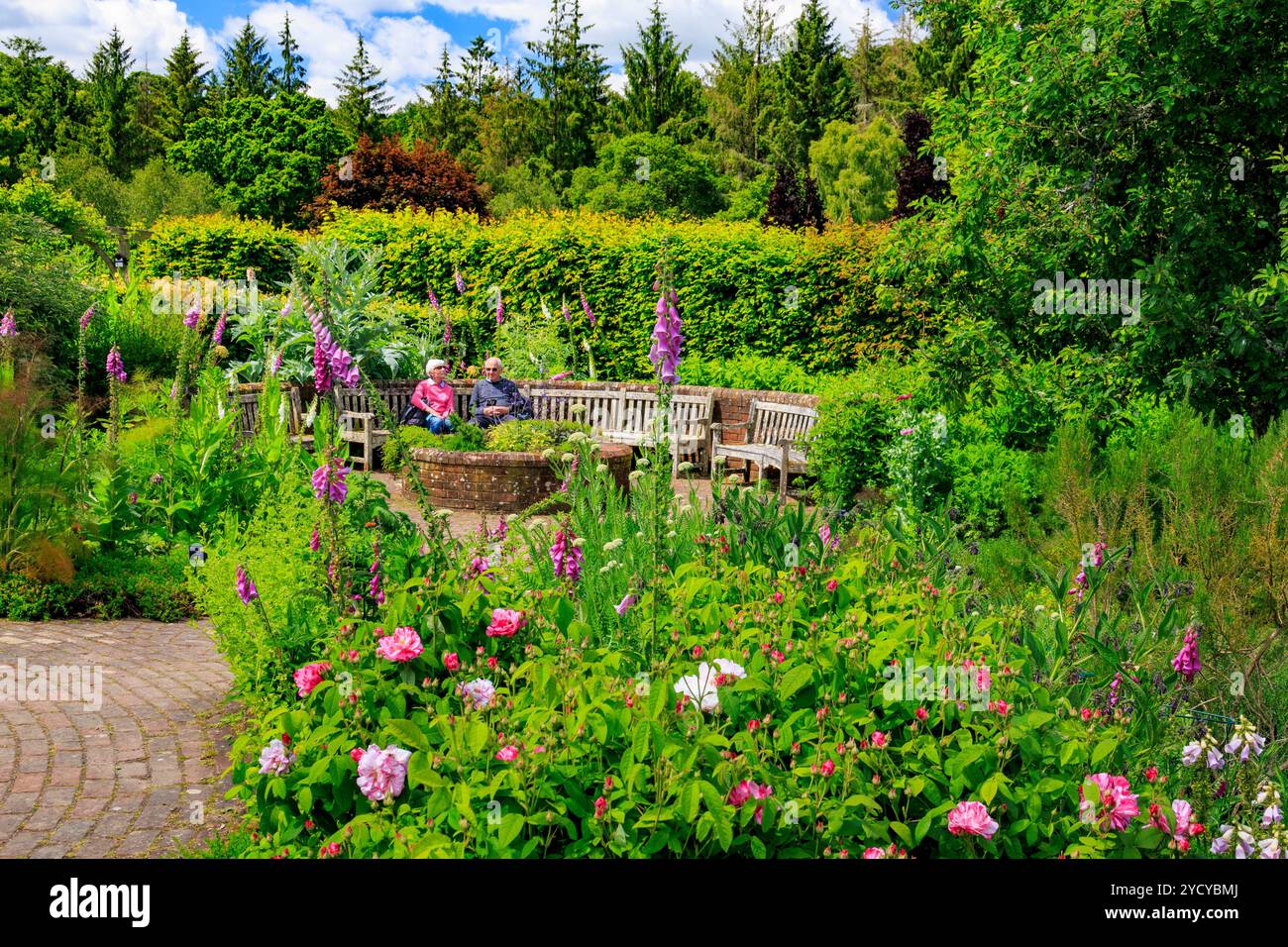A colourful display of summer roses and foxgloves in the Potager Garden ...