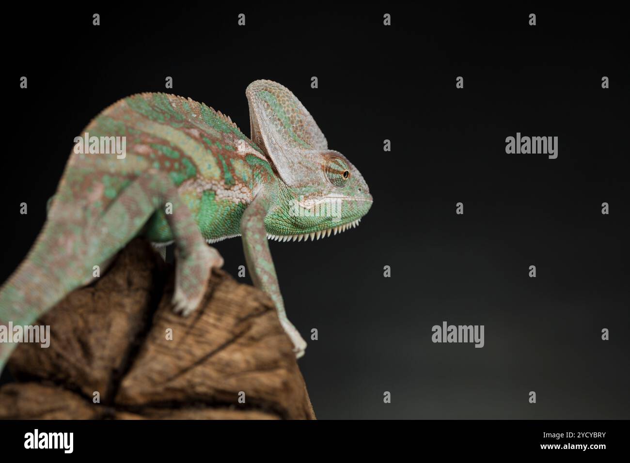 Green chameleon on the root, lizard, black background Stock Photo - Alamy