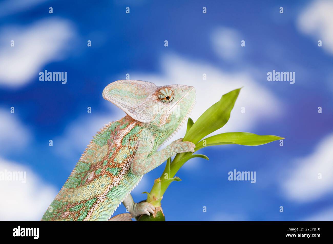 Sky background, reptile, Chameleon lizard Stock Photo - Alamy