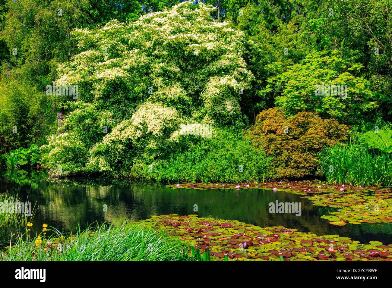 The magnificent Cornus kousa tree in blossom overhangs the ornamental ...