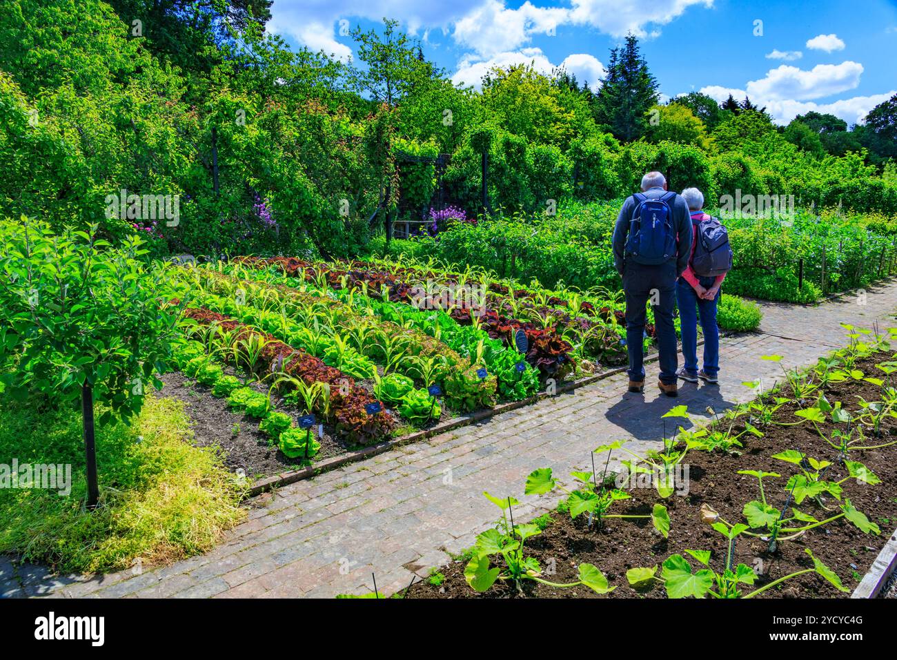 Neat rows of multi-coloured lettuce in the Vegetable Garden at the RHS ...
