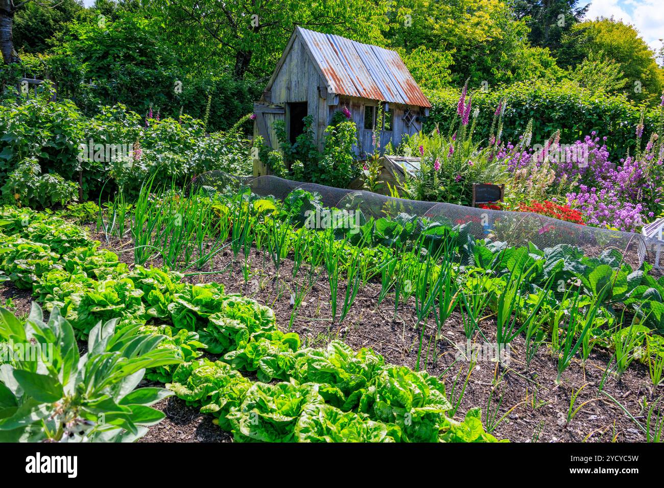 A demonstration allotment garden complete with wooden shed in the ...