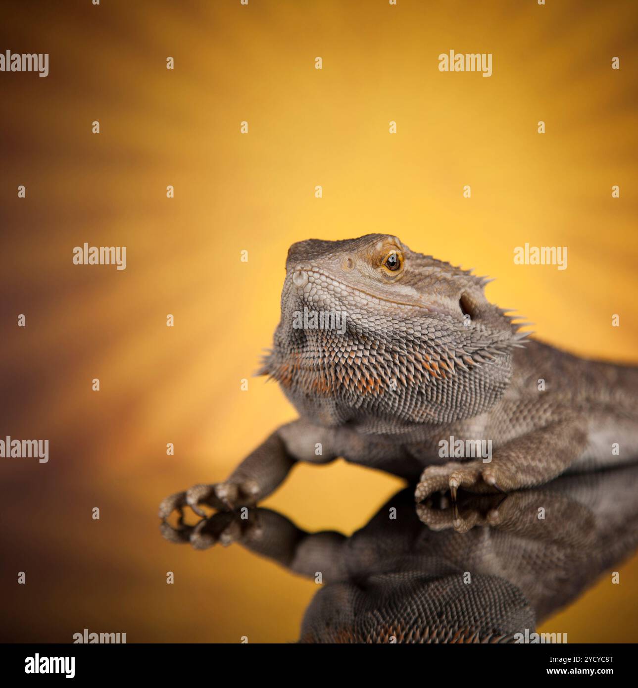 Sun background, Dragon, Agama Lizard Stock Photo - Alamy