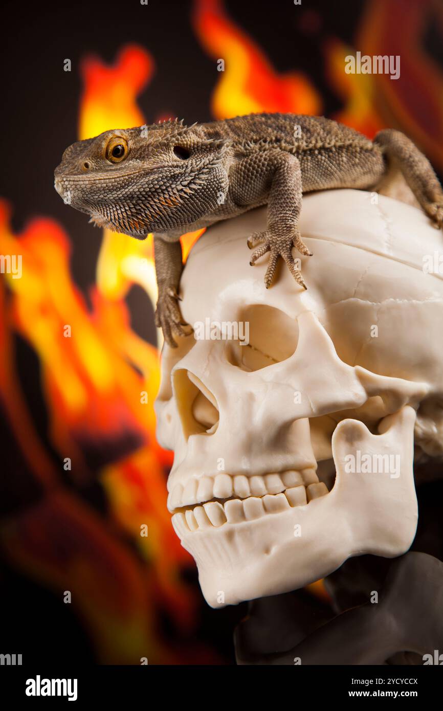 Fire lizard, agama on black mirror background Stock Photo - Alamy