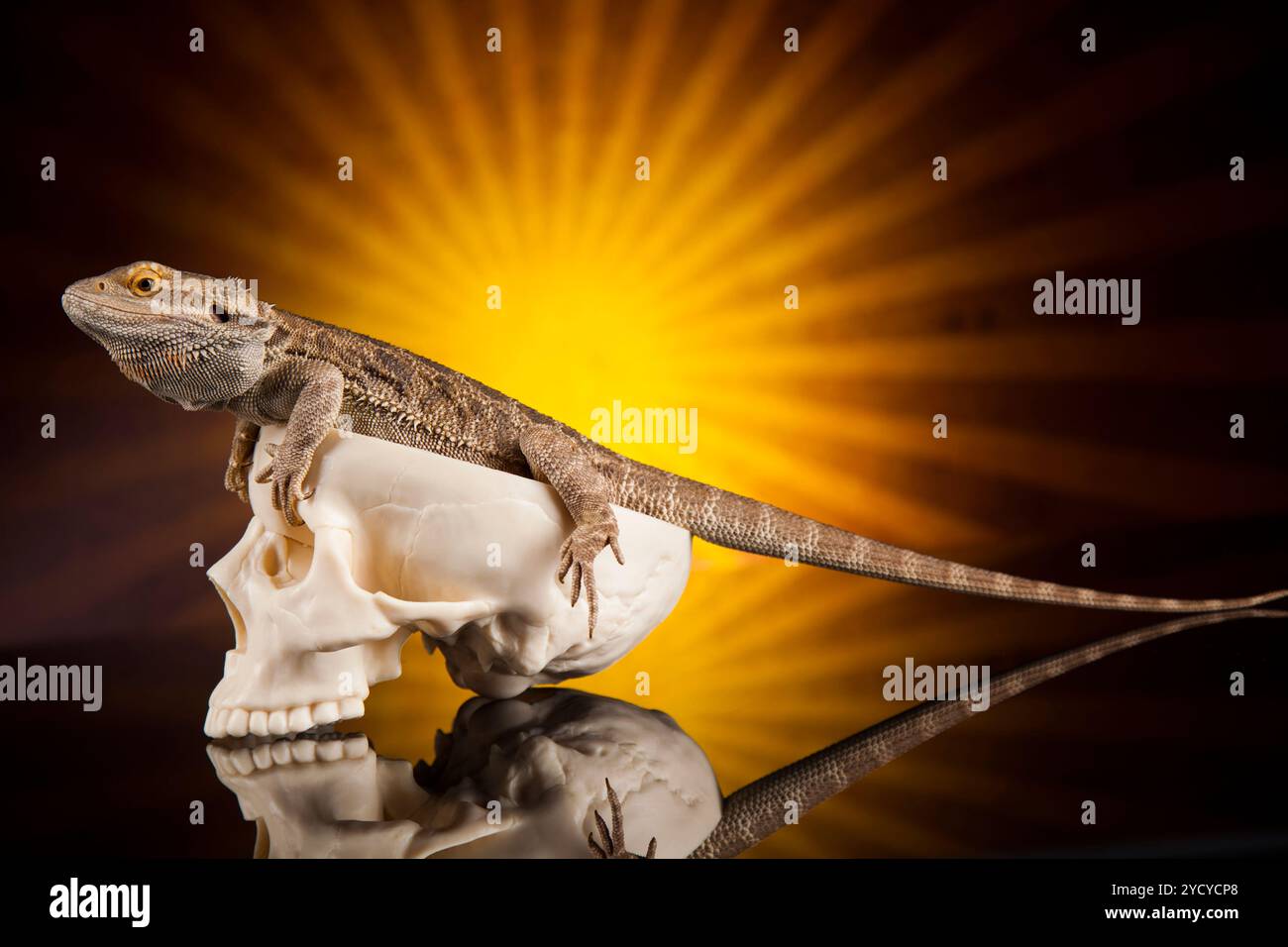 Lizard, human skull on black mirror background Stock Photo - Alamy