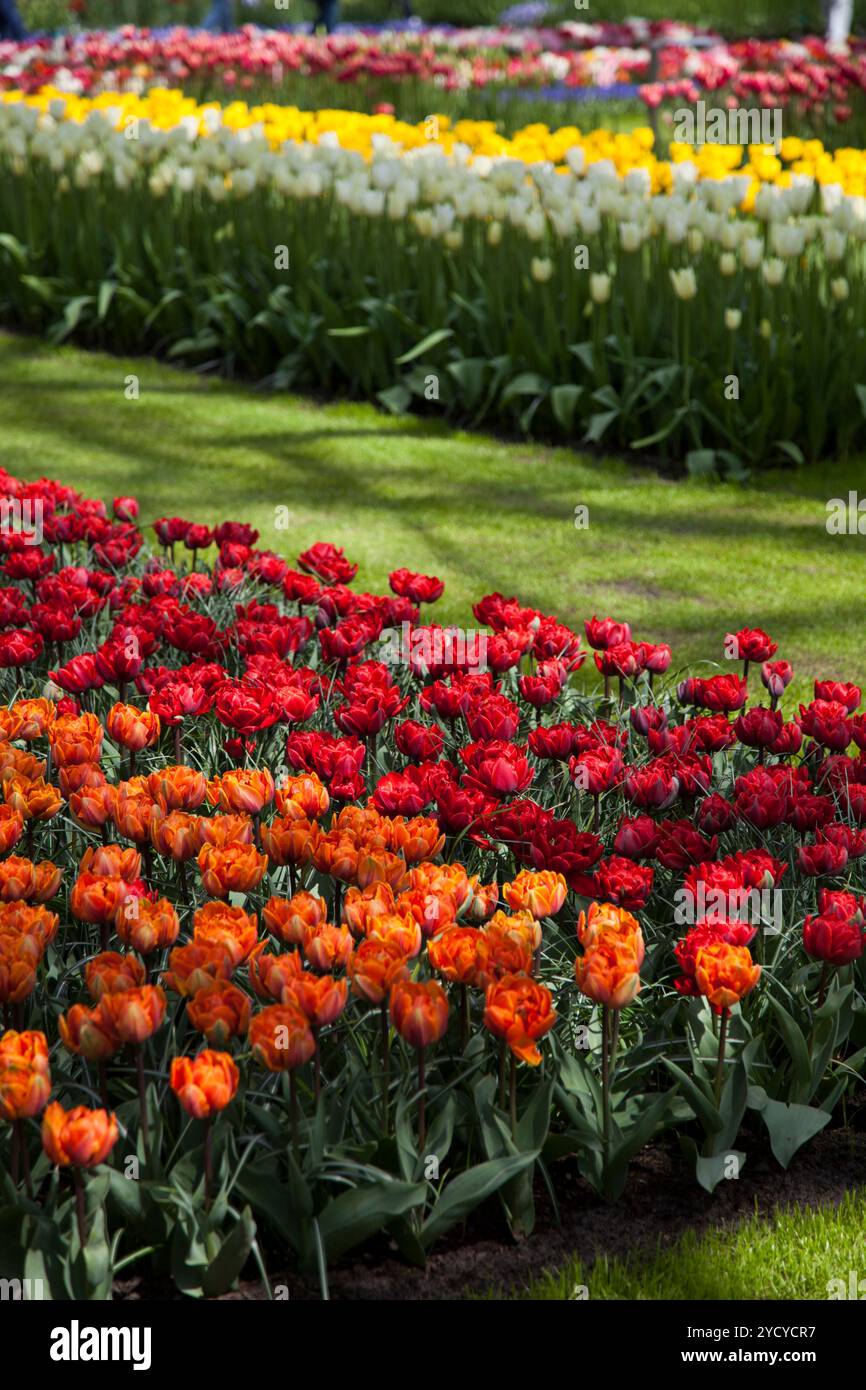 Beautiful blossoming tulips hi-res stock photography and images - Alamy