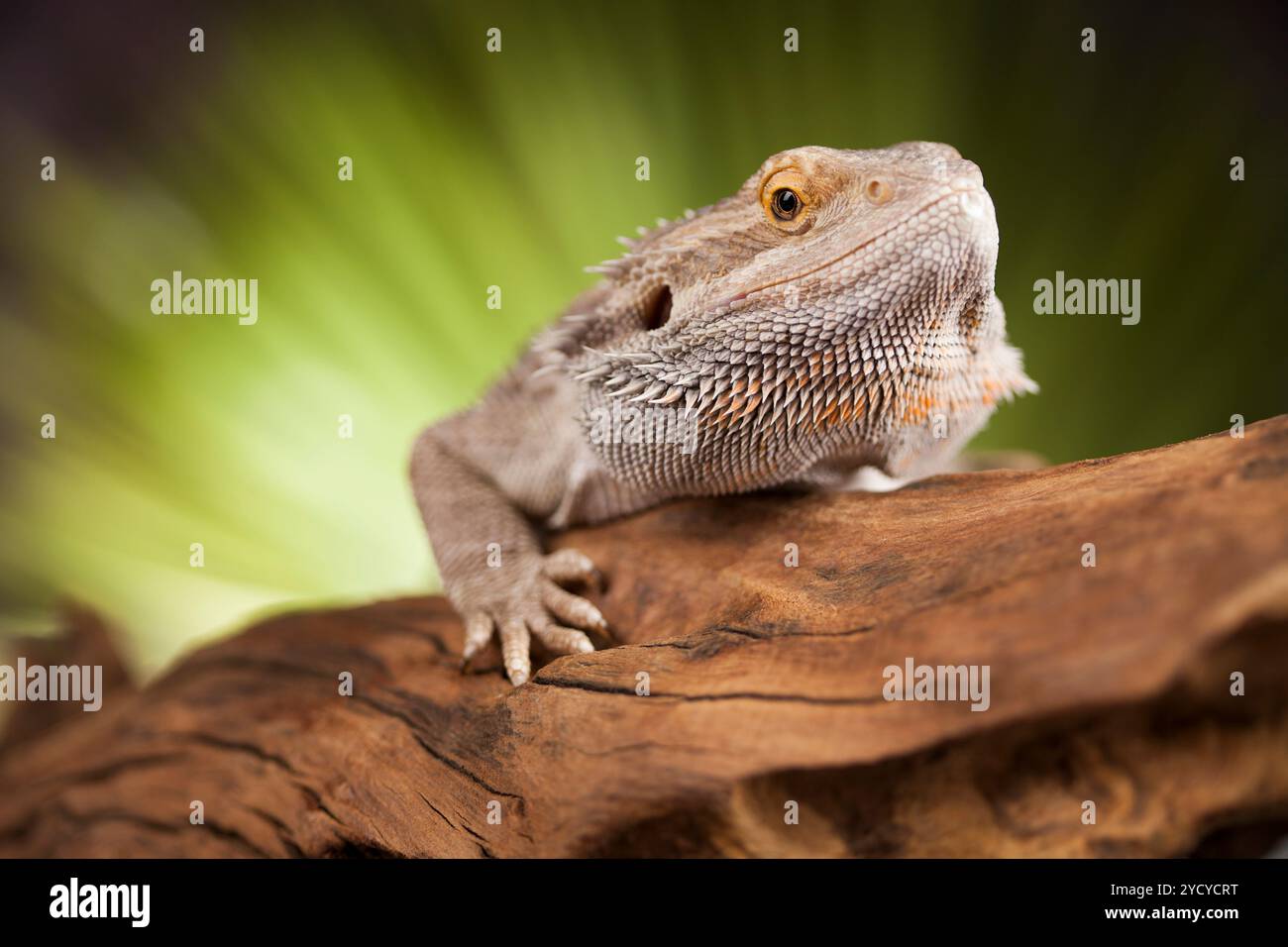 Reptile spikes hi-res stock photography and images - Alamy