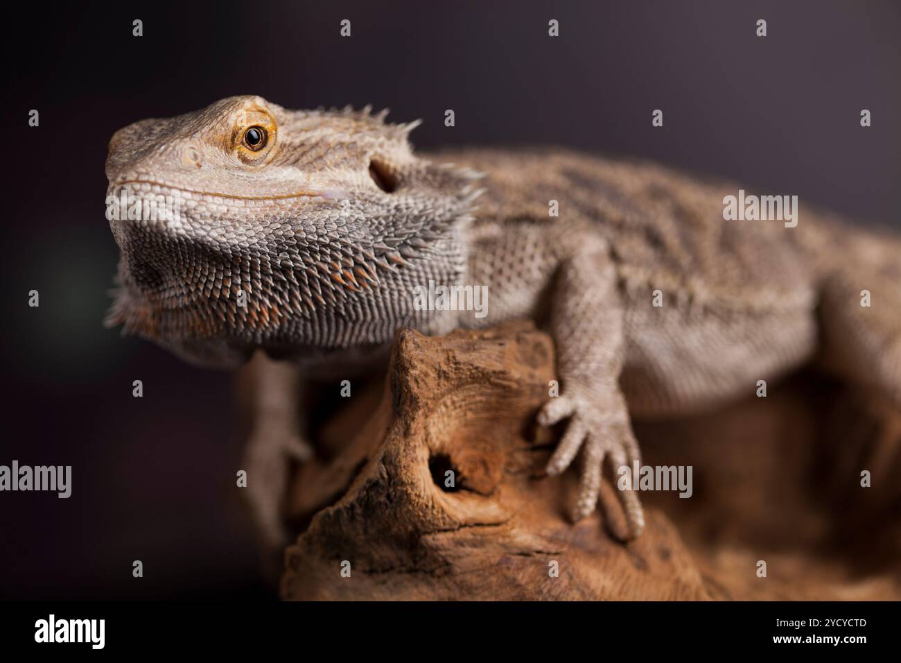 Lizard root, Bearded Dragon on green background Stock Photo - Alamy
