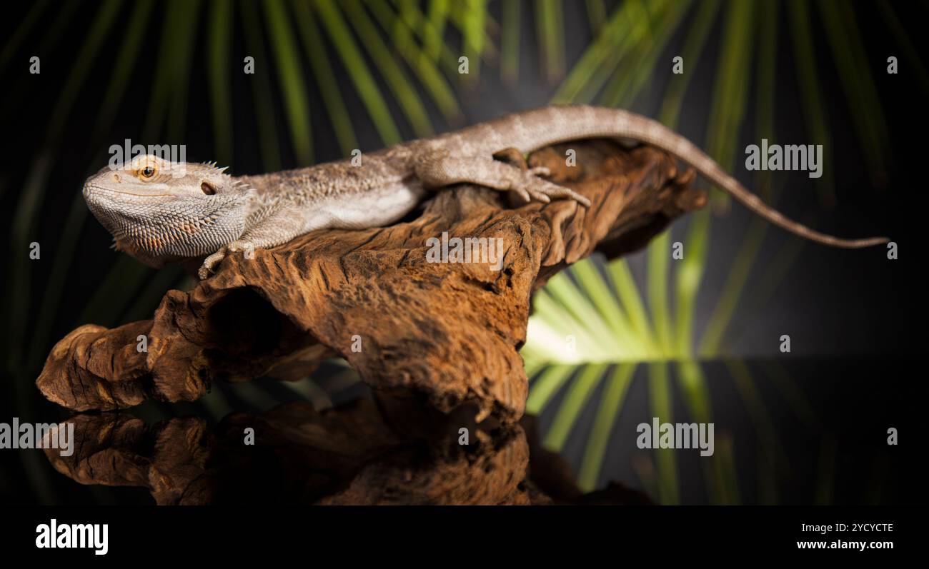 Lizard root, Bearded Dragon on green background Stock Photo - Alamy