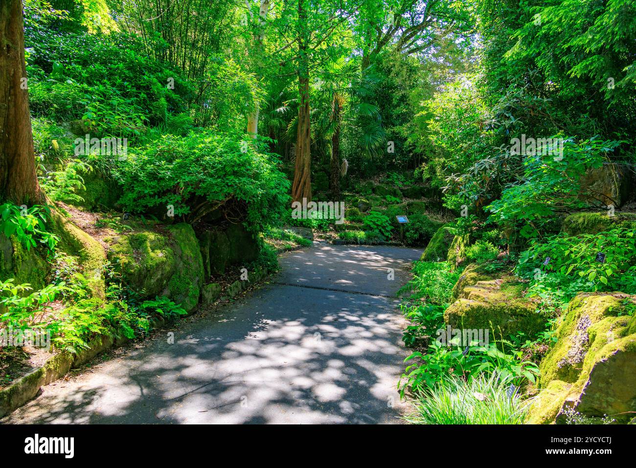 A shady path lined with foliage plants in the Rock Gully at the RHS ...