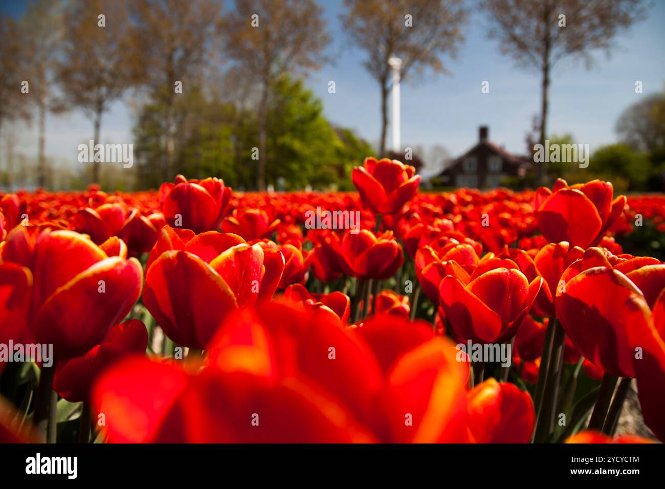 Colorful tulips in spring of flowers Stock Photo - Alamy
