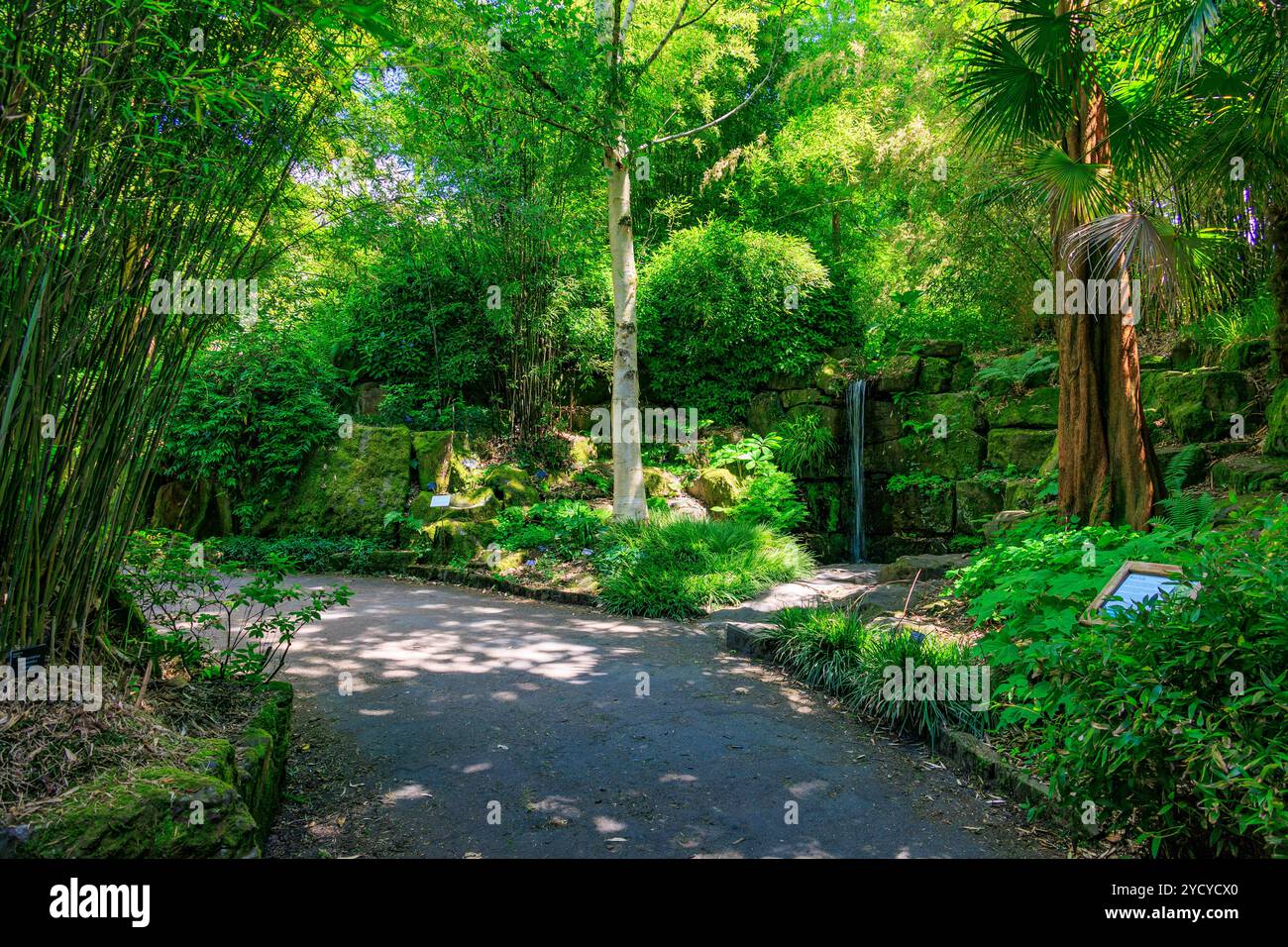 A shady path lined with foliage plants in the Rock Gully at the RHS ...