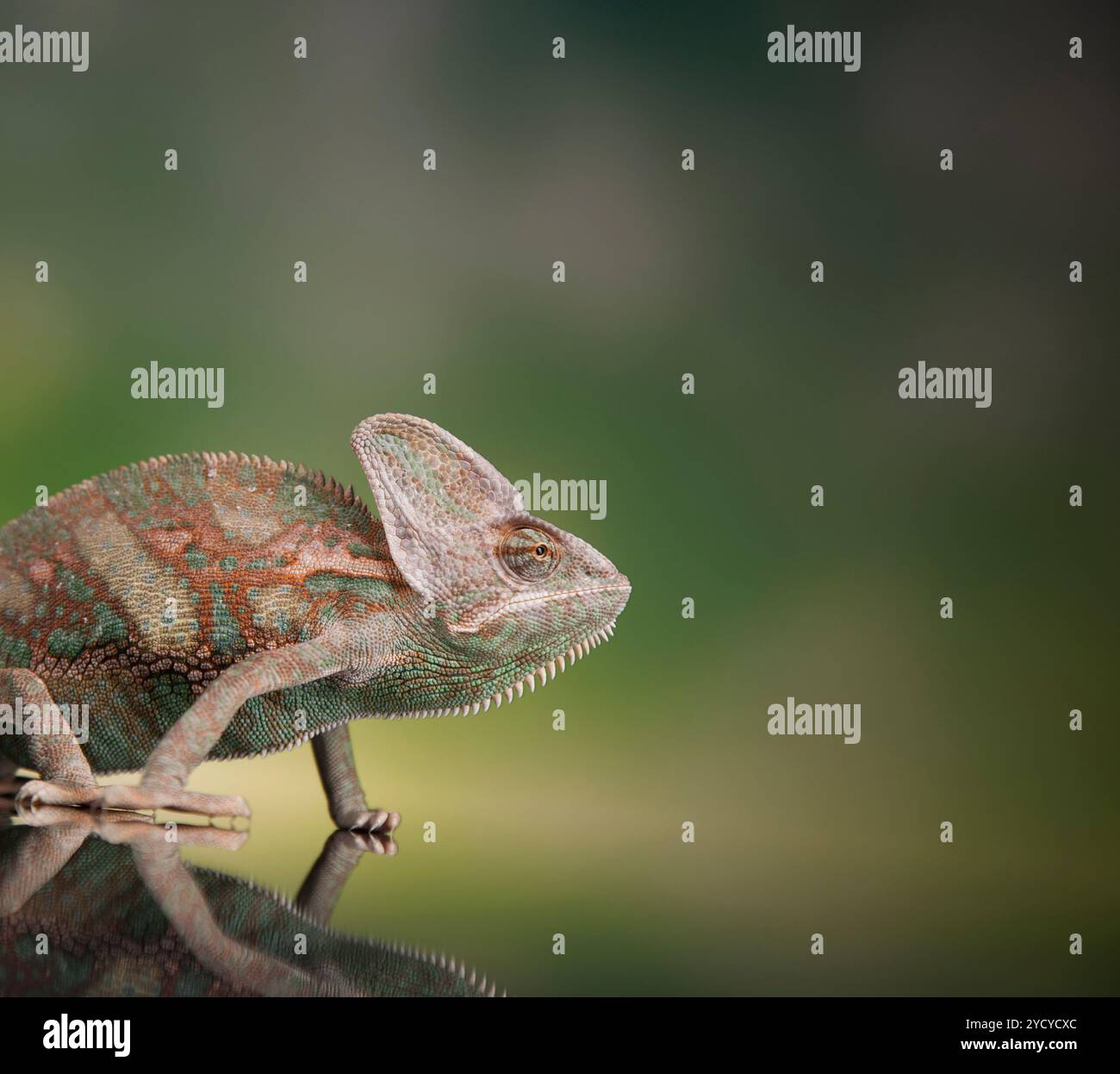 Chameleon portrait hi-res stock photography and images - Alamy