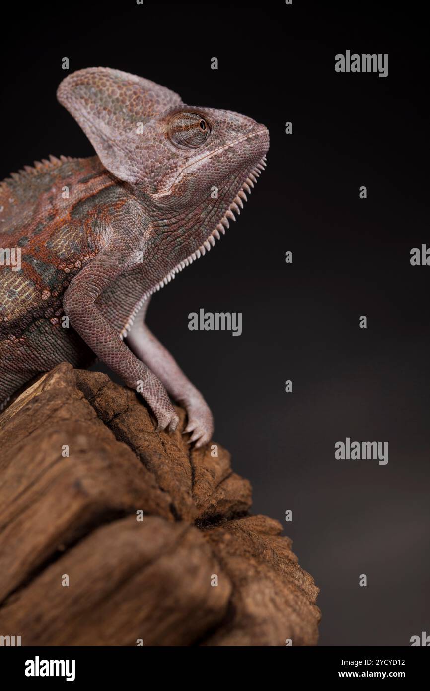 Root, Green chameleon, lizard background Stock Photo - Alamy