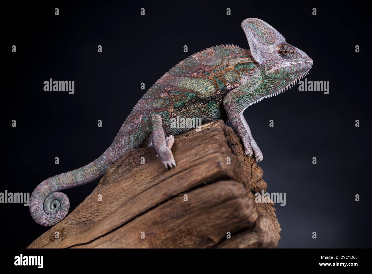 Green chameleon on the root, lizard, black background Stock Photo - Alamy