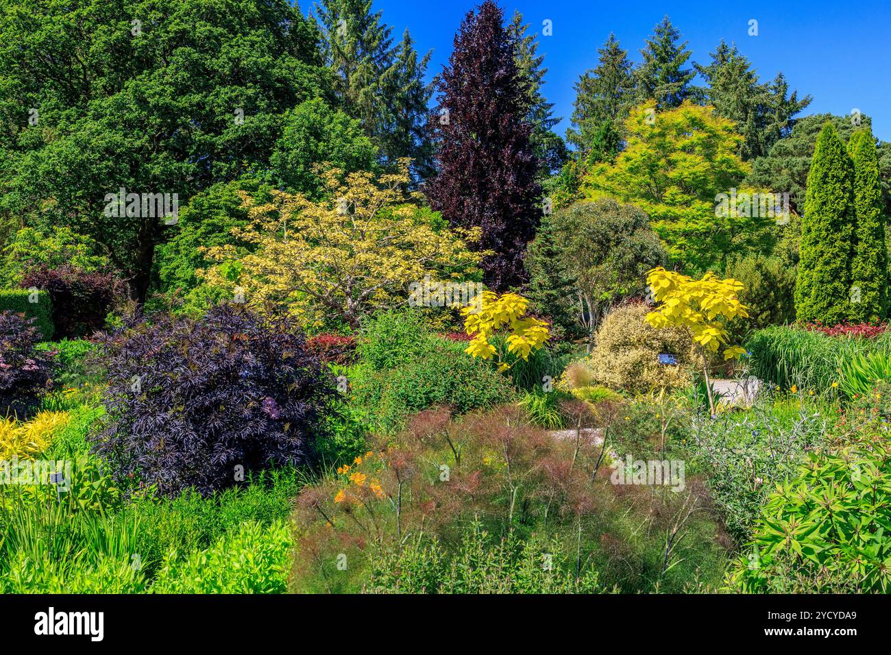 A colourful mix herbaceous perennials in the Hot Garden at the RHS ...