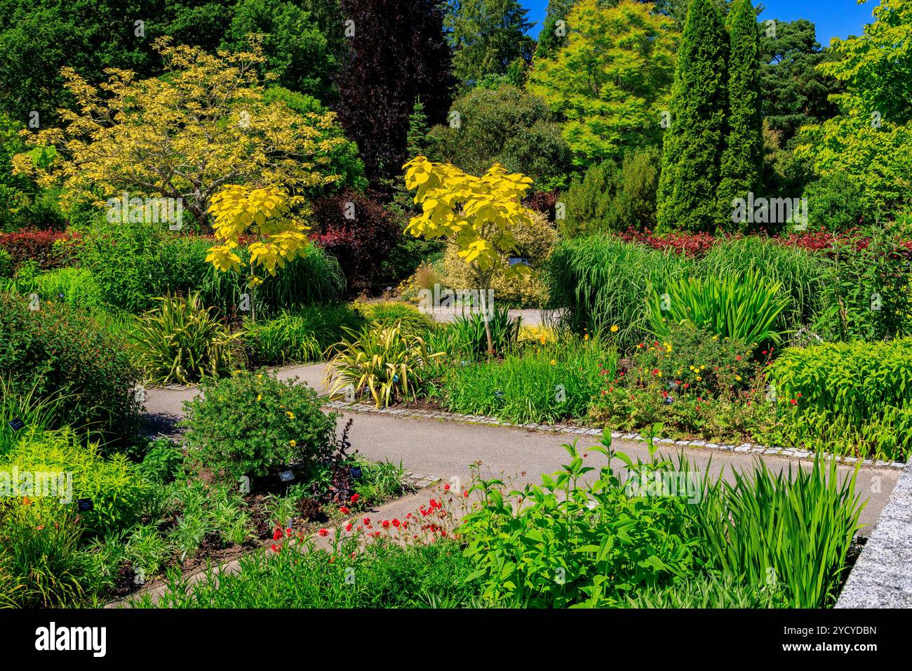 A colourful mix herbaceous perennials in the Hot Garden at the RHS ...