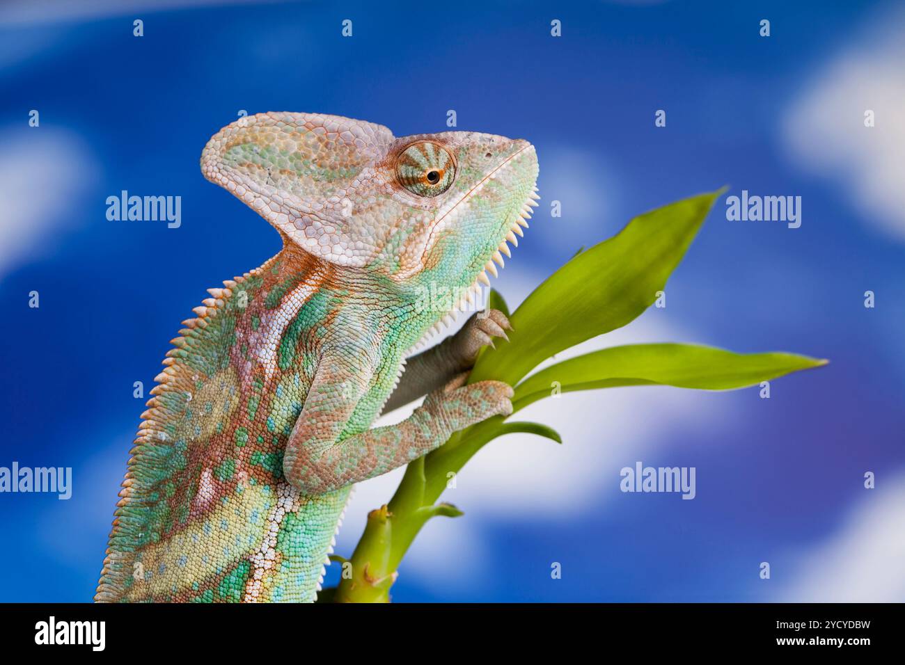 Sky background, reptile, Chameleon lizard Stock Photo - Alamy