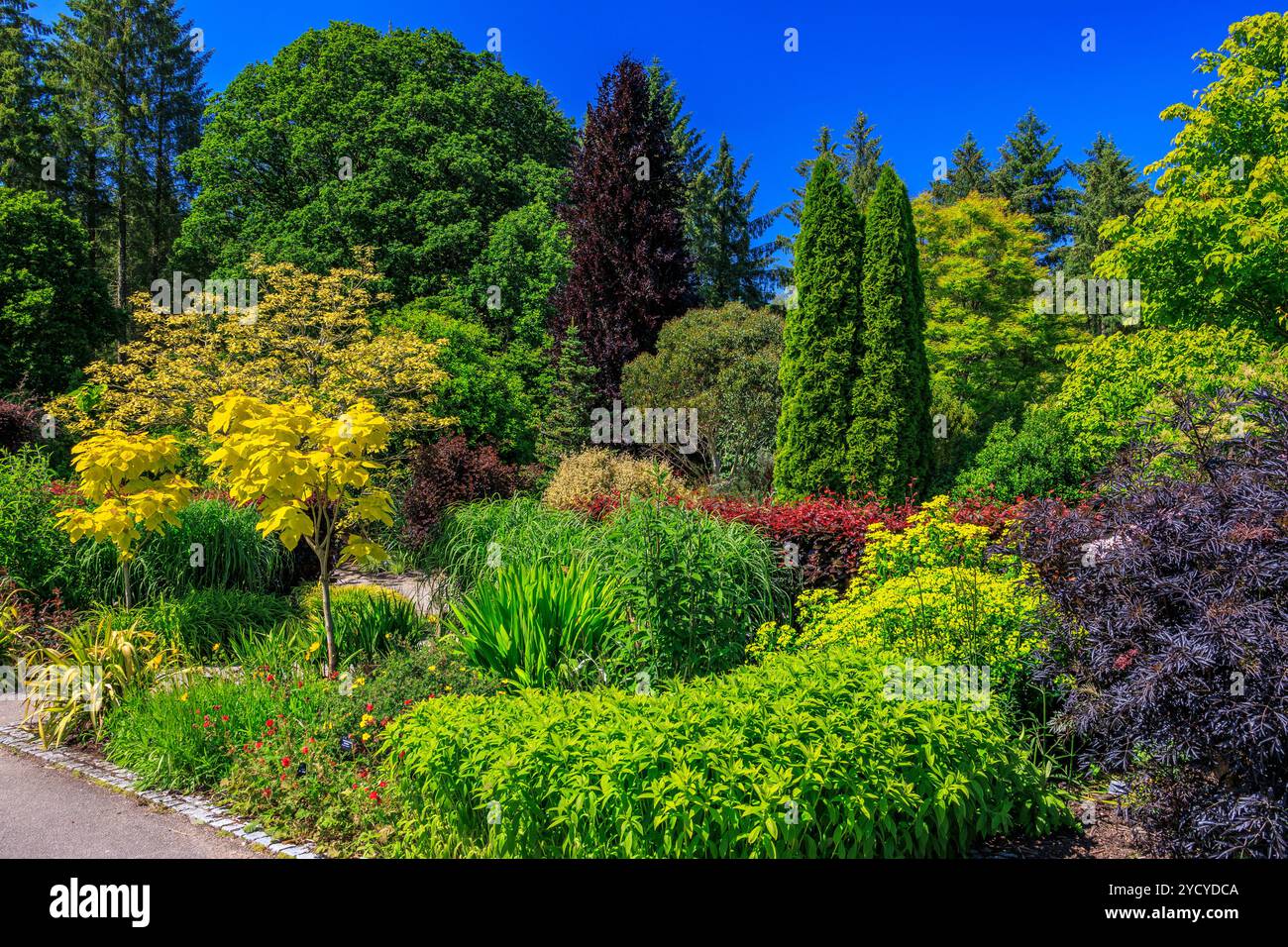A colourful mix herbaceous perennials in the Hot Garden at the RHS ...