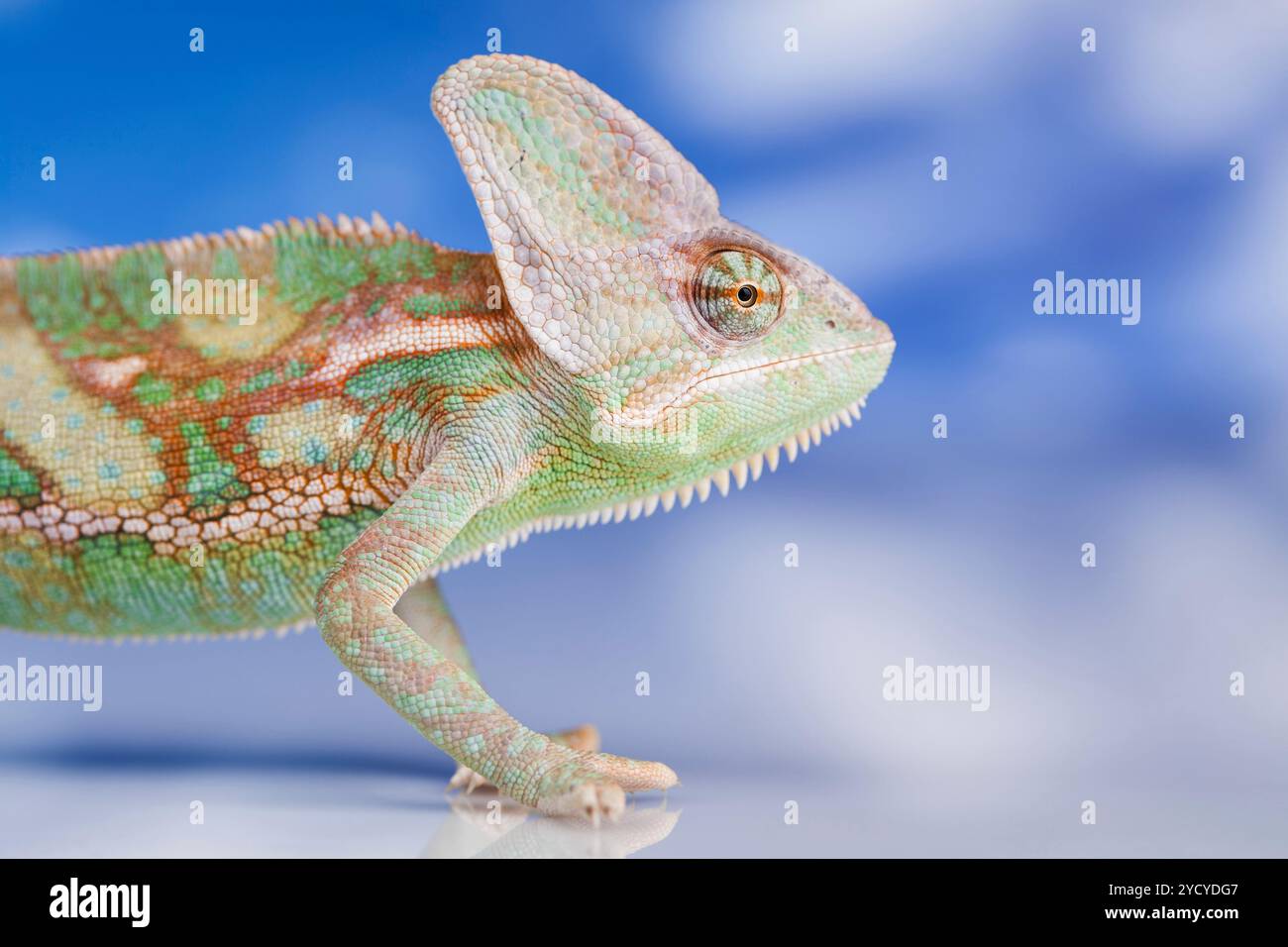 Sky background, reptile, Chameleon lizard Stock Photo - Alamy