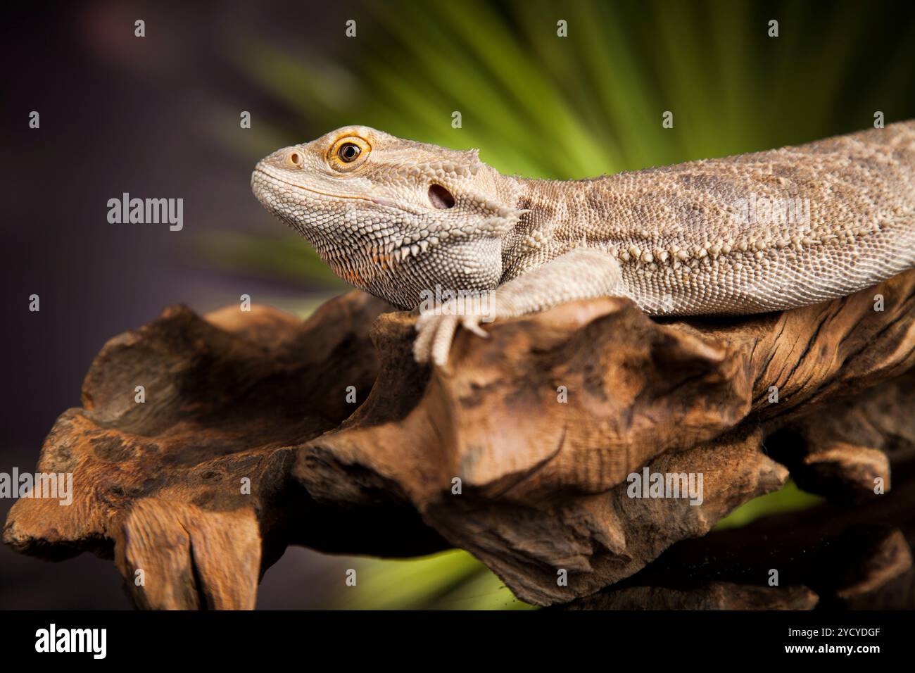 Lizard root, Bearded Dragon on black mirror background Stock Photo - Alamy