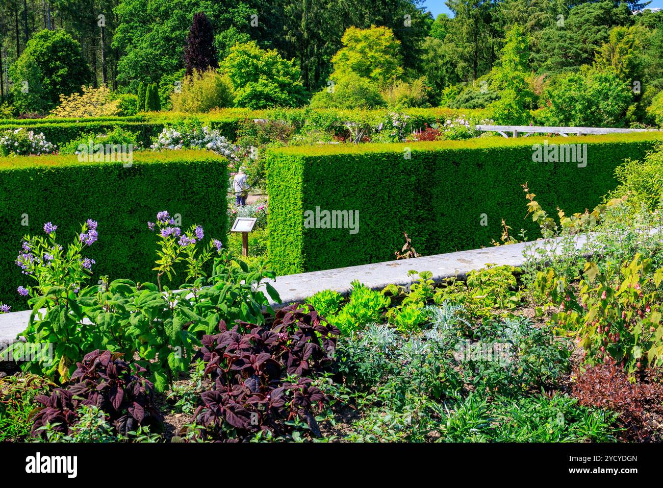 One of the many garden 'rooms' - this one full of traditional varieties ...