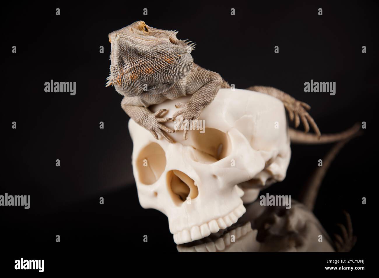 Lizard, human skull on black mirror background Stock Photo - Alamy