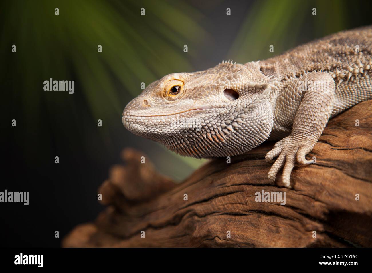 Dragon, Agama Lizard on black mirror background Stock Photo - Alamy