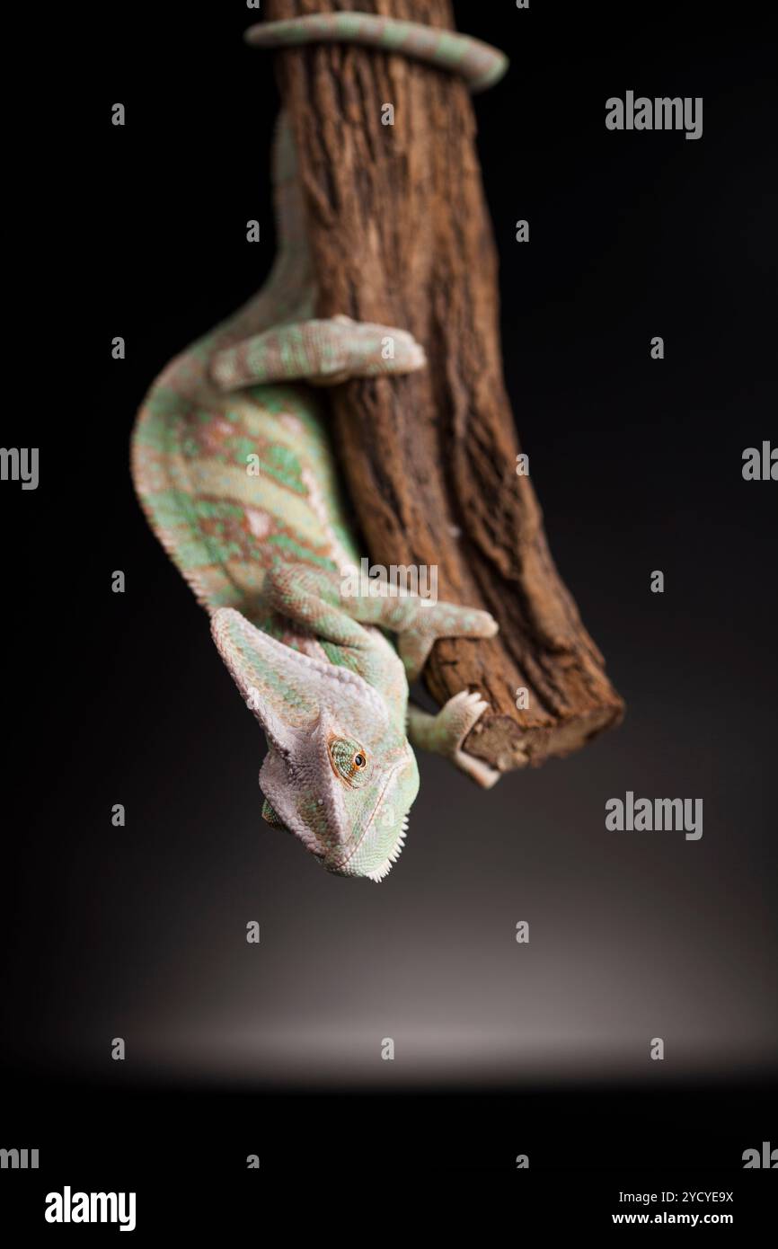 Animal, Chameleon lizard Stock Photo - Alamy