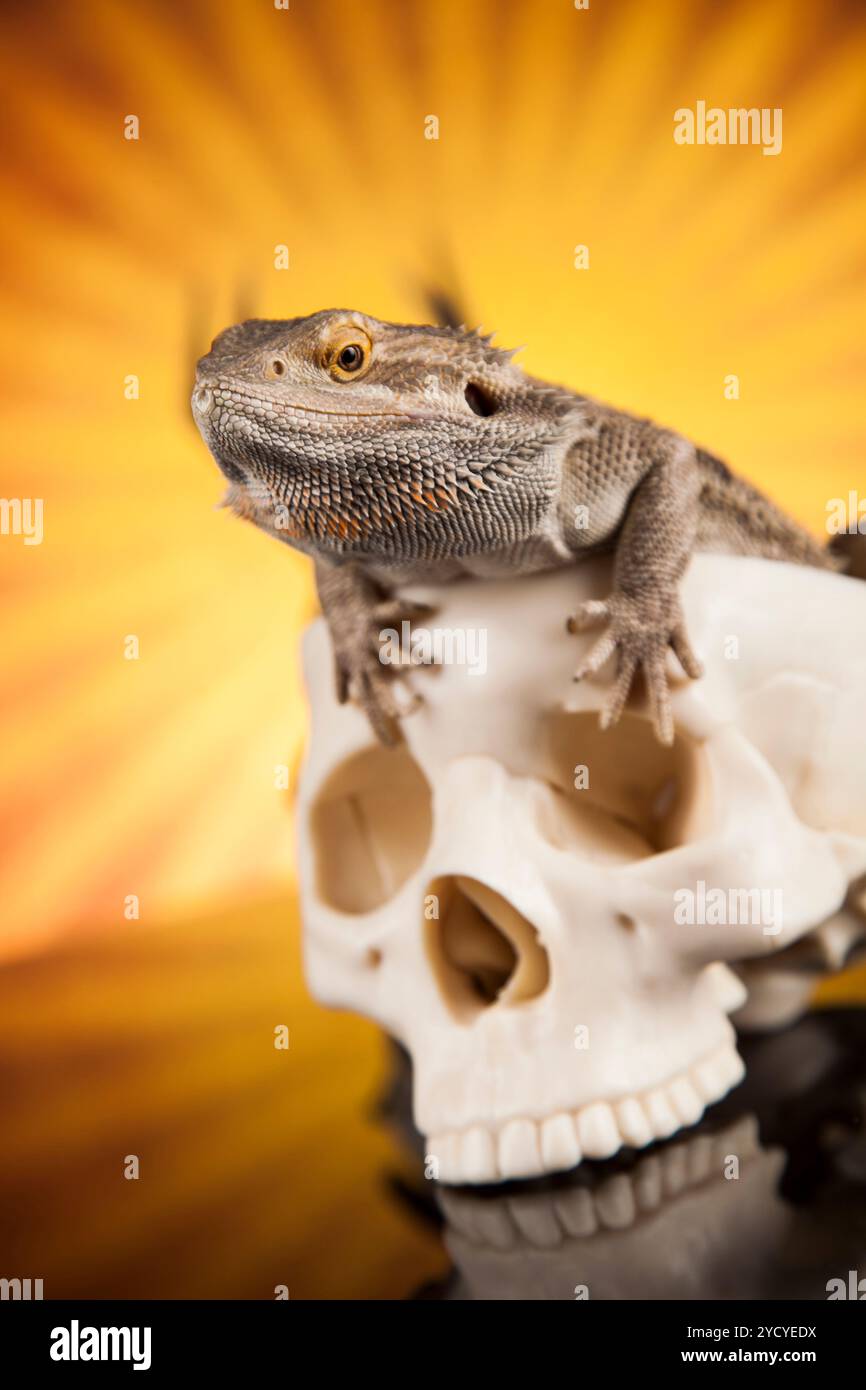 Human skull,Agama bearded, lizard background Stock Photo - Alamy