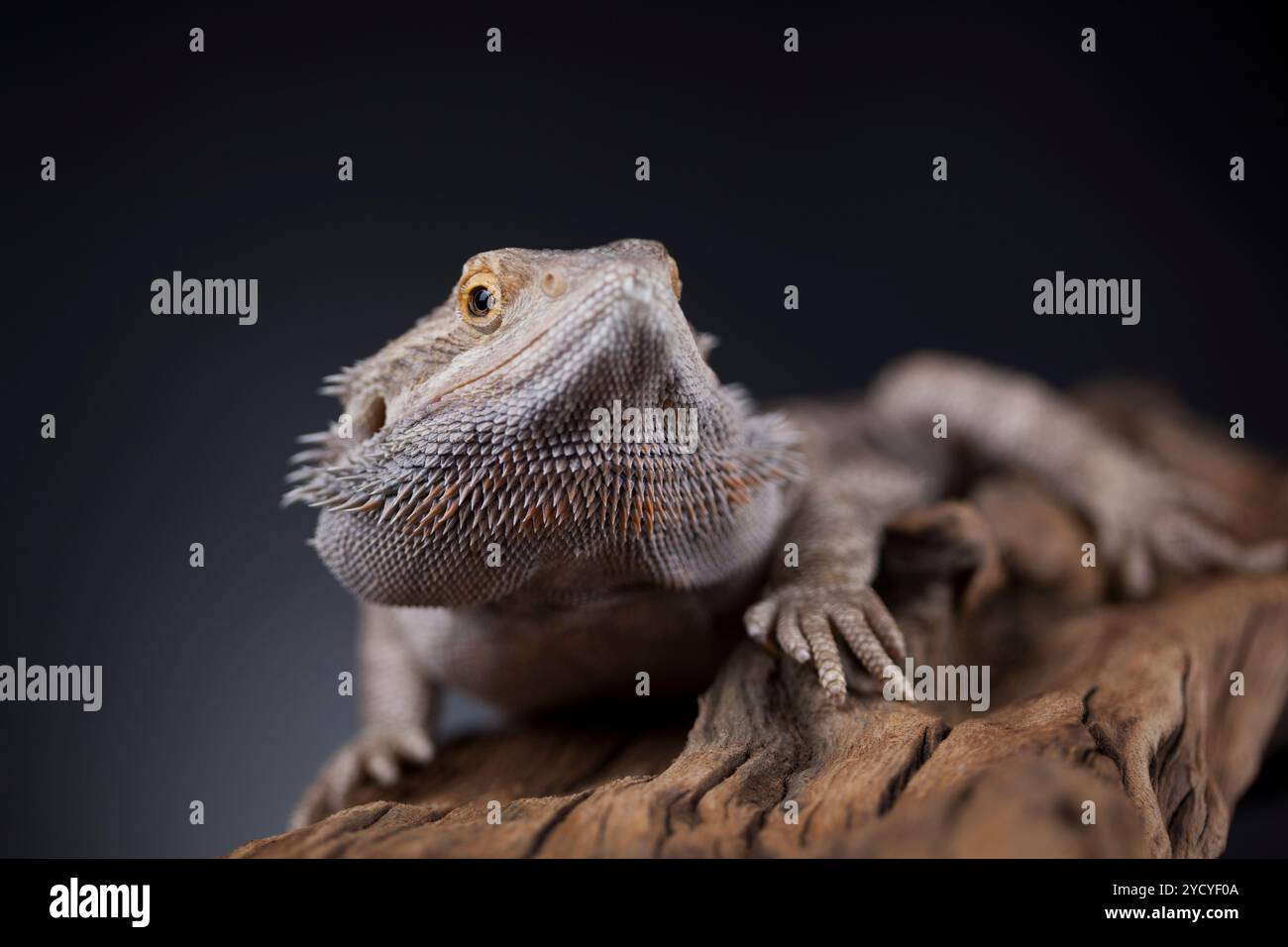 Dragon, Agama Lizard on black mirror background Stock Photo - Alamy