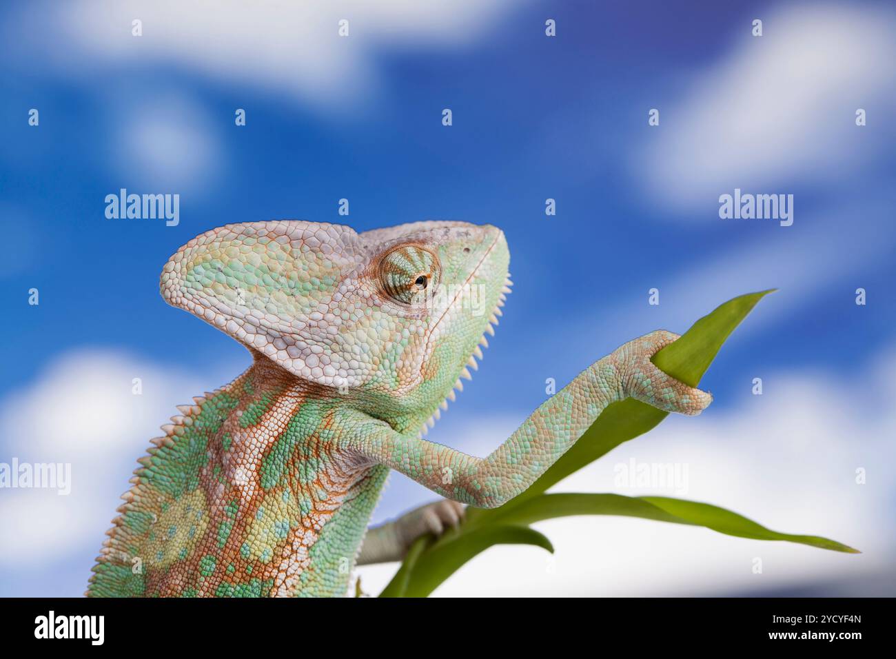 Sky background, reptile, Chameleon lizard Stock Photo - Alamy