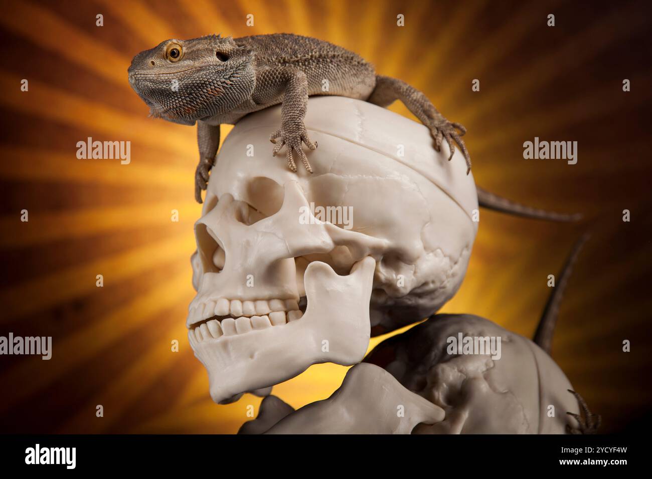 Lizard, human skull on black mirror background Stock Photo - Alamy
