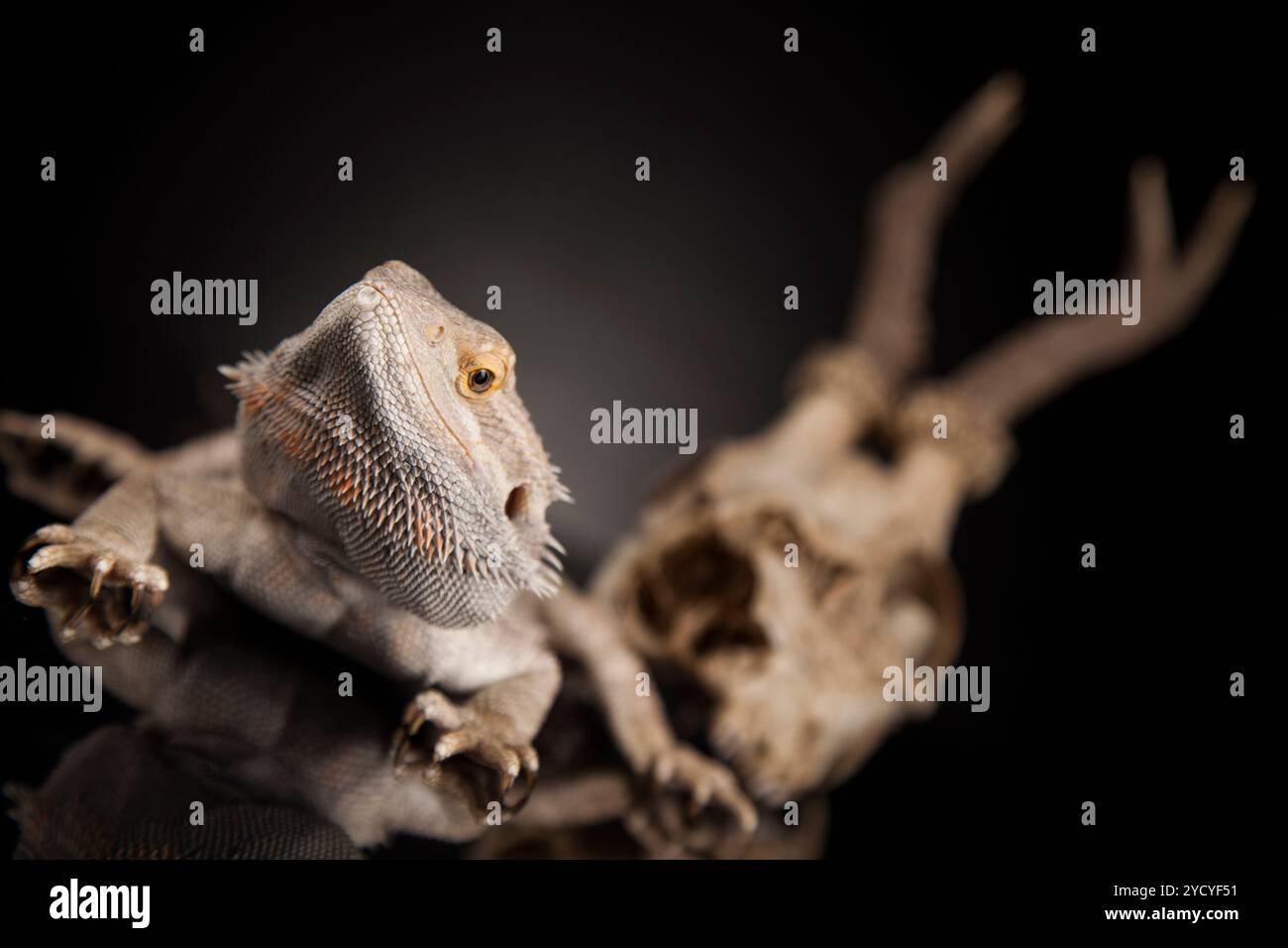 Animal Skull, Antlers, lizard on black mirror background Stock Photo ...