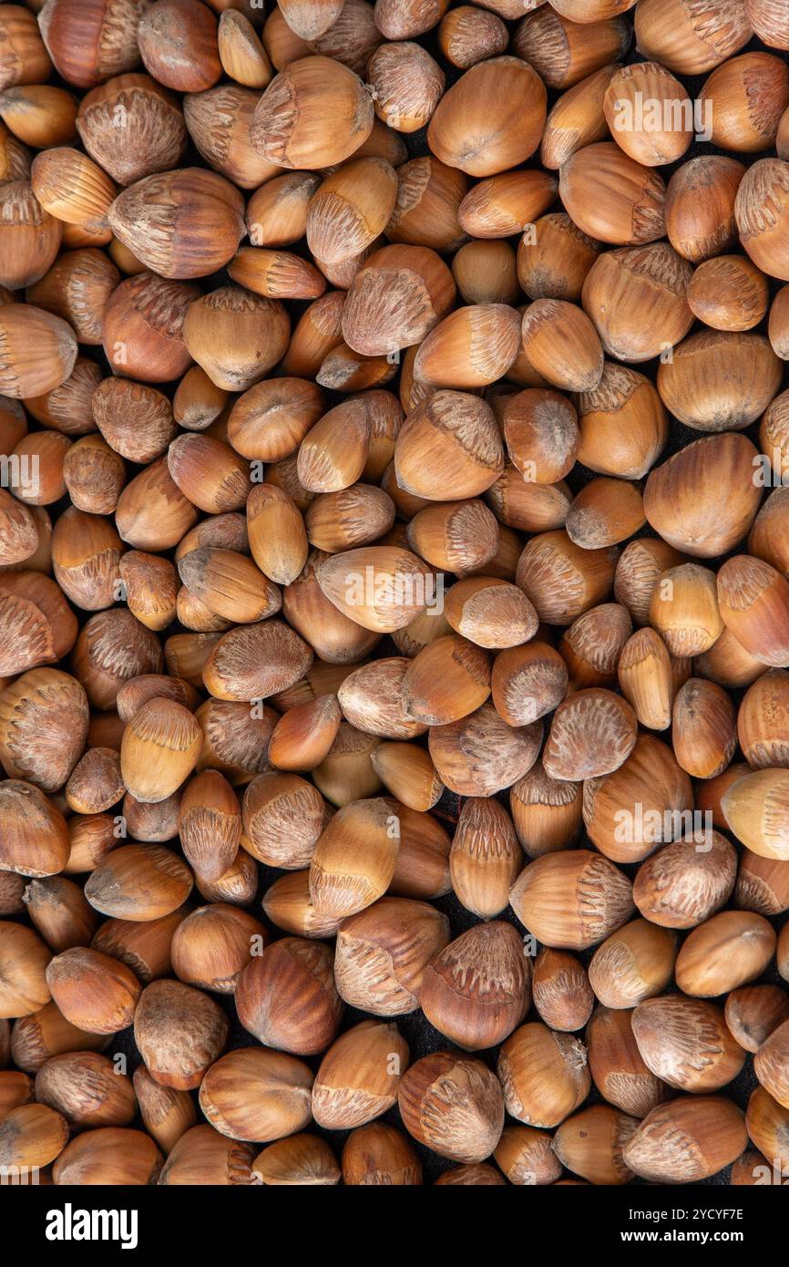 Nuts background. Hazelnut food. Kernel raw seed. Hazel nut Stock Photo ...